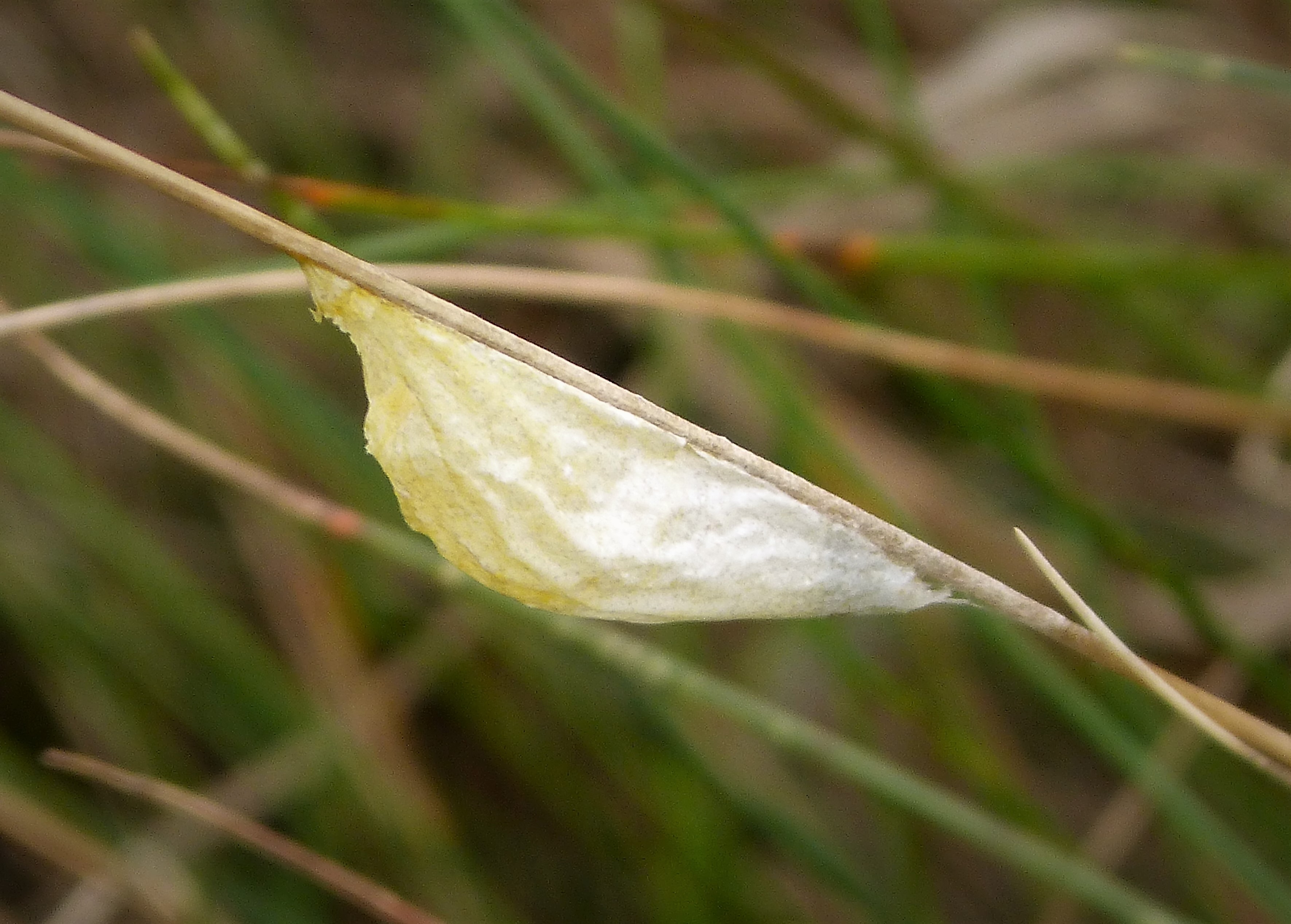 How to… tell a moth from a butterfly – Wild About Life